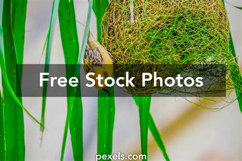 Image result for Fascinating Behavior