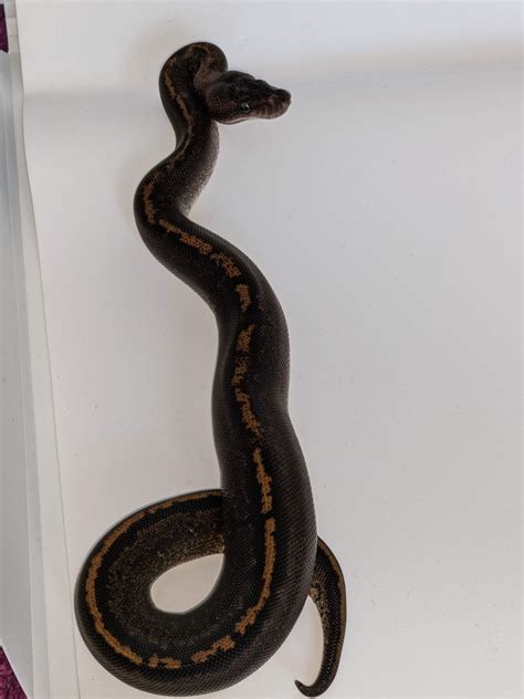 Image result for Suma Ball Python