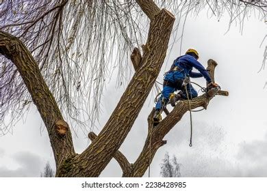 Image result for Multiple Tree Trunks