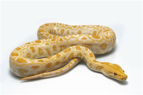 Image result for Python Birman Albinos