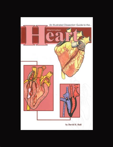 Image result for Human Heart Dissection Tutorial