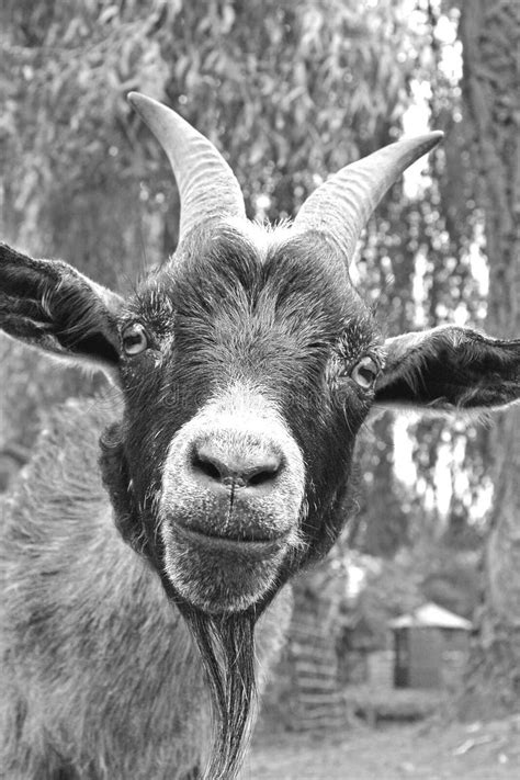 Image result for Goats Smiling