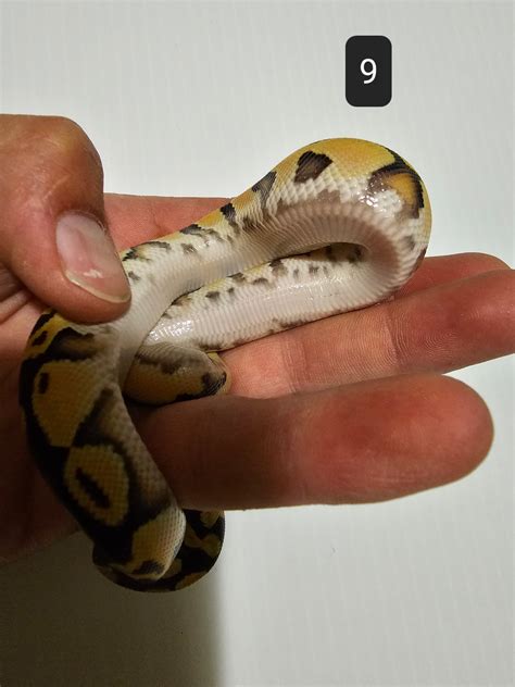 Image result for Python Babies