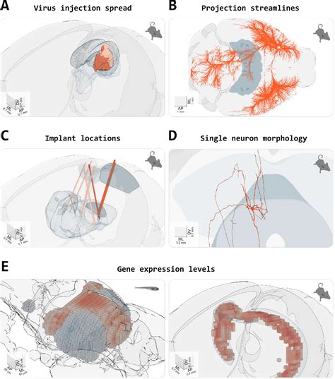 Image result for Python MATLAB Brain Surface