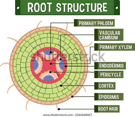 Image result for Root Structure and Function