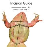Image result for Female Frog Dissection