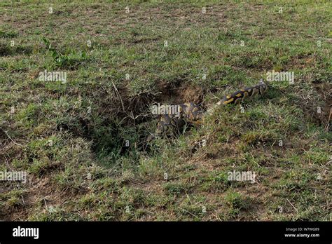 Image result for Rock Python