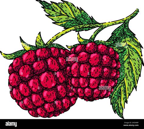 Image result for How to Plant Raspberry