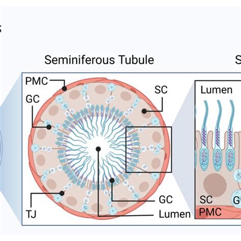 Image result for Complement System Components