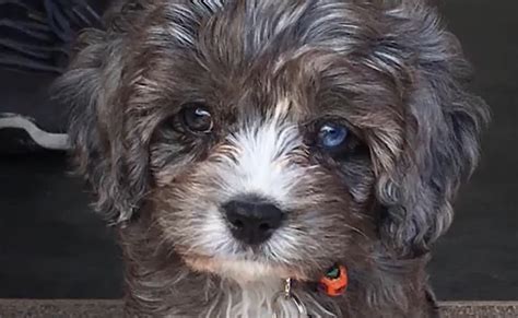 Image result for Cavapoo Eyes