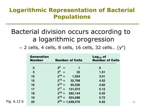 exponential growth bacteria