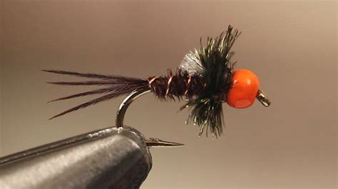 Image result for Lesser Pumpkin Fly