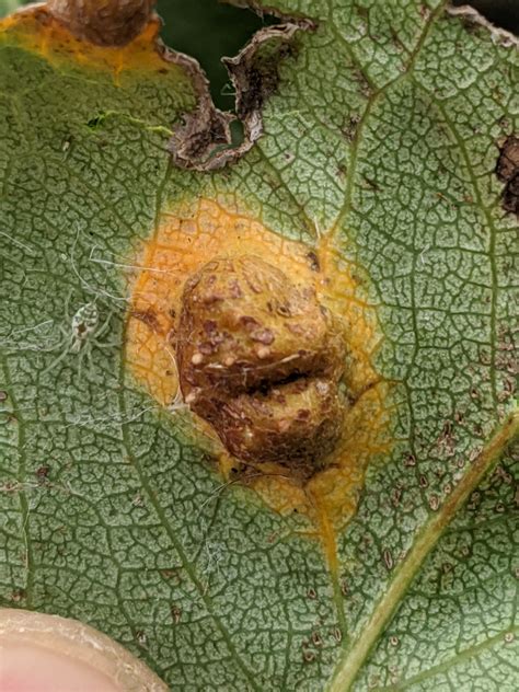 Image result for Pear Tree Rust Treatment