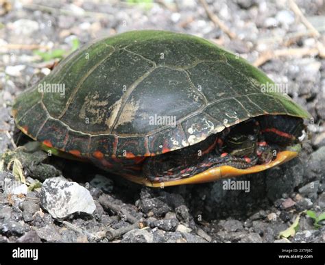 Image result for Paint Turtle