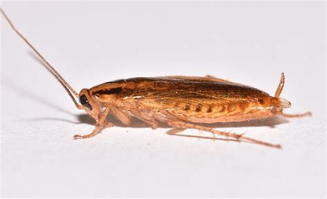 Image result for NYC Cockroach