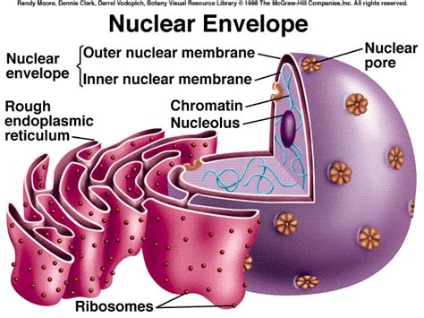 Image result for Nuclear Envelope Function
