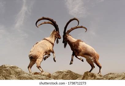 Image result for Goat Arguing
