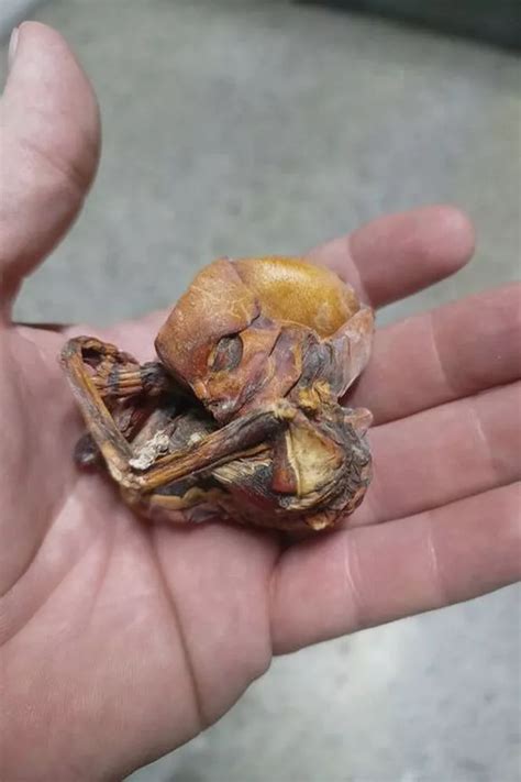 Image result for Alien Baby Moving in Stomach