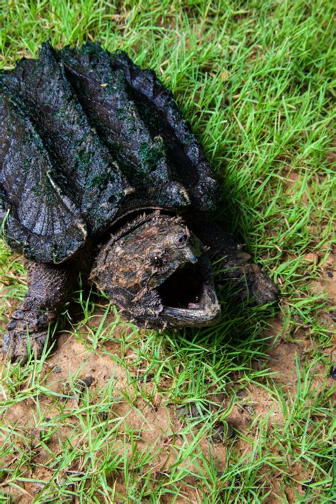 Image result for Large Snapping Turtle