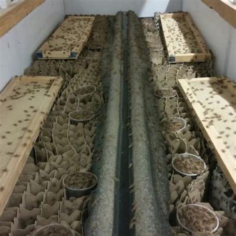Image result for Breeding Crickets Setup