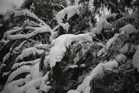 Image result for Snow Fallen Tree Log
