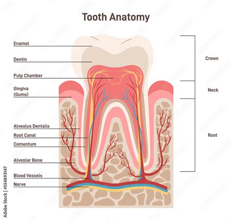 Image result for Human Tooth Structure