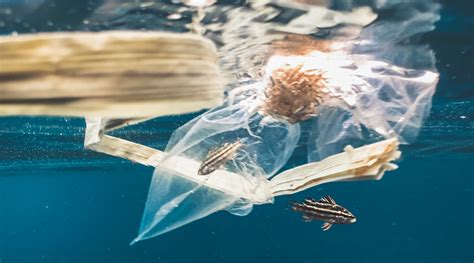 Image result for Toothpaste Pollution