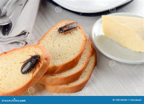 Image result for Cockroach Eating Food