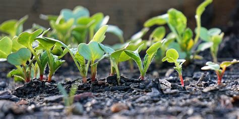 Image result for DNA Extraction Process On Plants