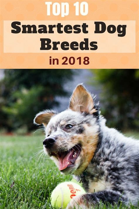 Image result for Normal Dog List