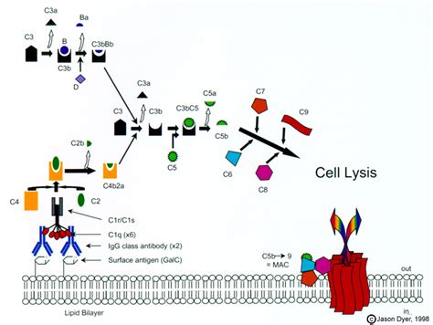 Image result for C4d Complement Cascade