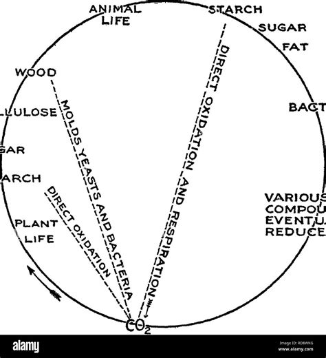 Image result for Humus Earth Science