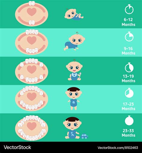 Image result for Teething Chart