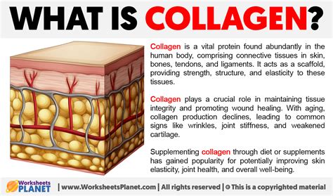 Image result for Collagen Function