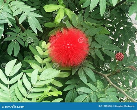 Image result for Red Powder Puff Tree