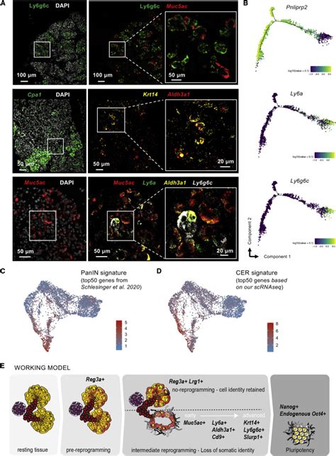 Image result for Stem Cell Reprogramming