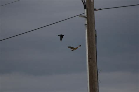 Image result for Hawk Attacking