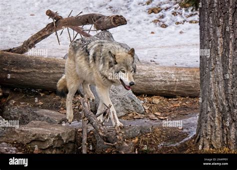 Image result for Wolves Calgary Zoo