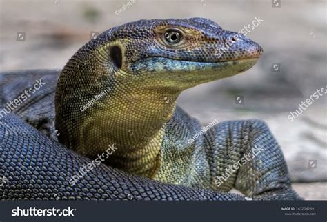 Image result for Water Monitor Lizard