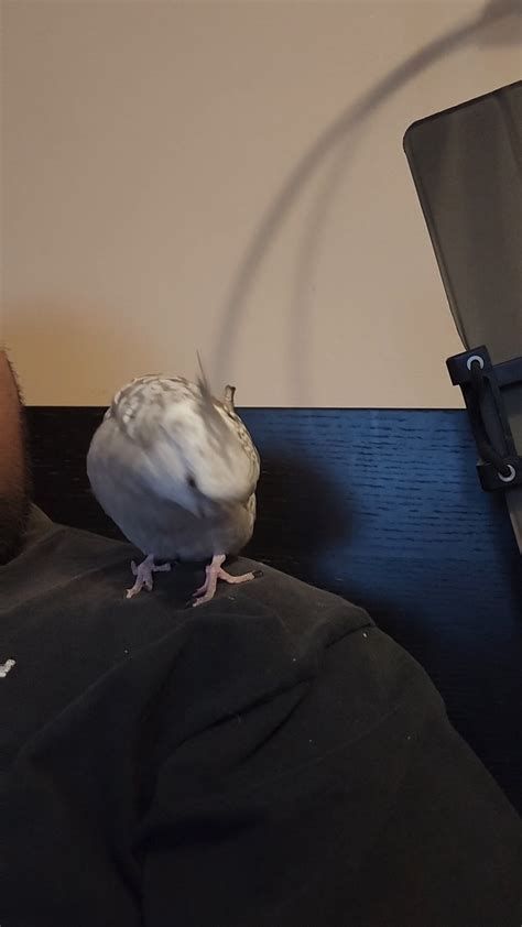 Image result for Cockatiel Behavior