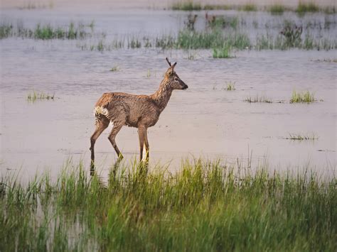 Image result for Minecraft Swamp Water Texture