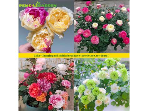 Image result for Color Changing Rose Bush