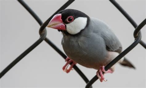 Image result for Java Sparrow Pair