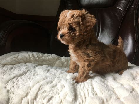 Image result for Cavapoochon Puppy