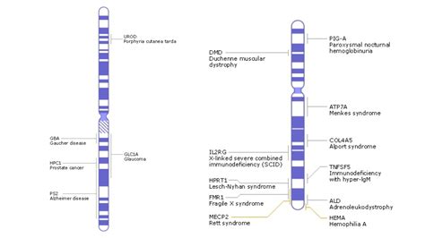 Image result for Operon Types
