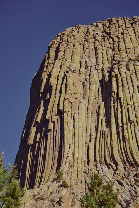 Image result for Is Devils Tower a Tree