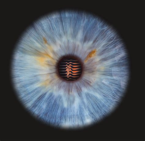 Image result for Visual System Retina