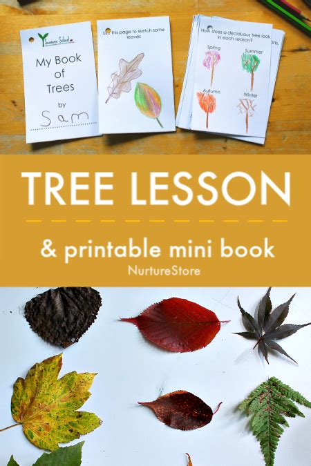 Image result for Tree Lesson
