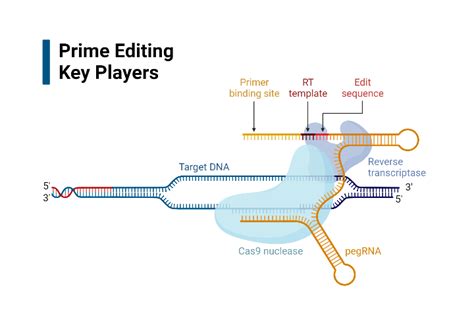 Image result for Prime Editing