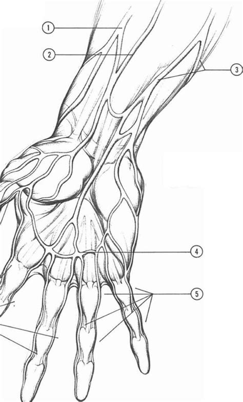 Image result for Hand Structure Drawing